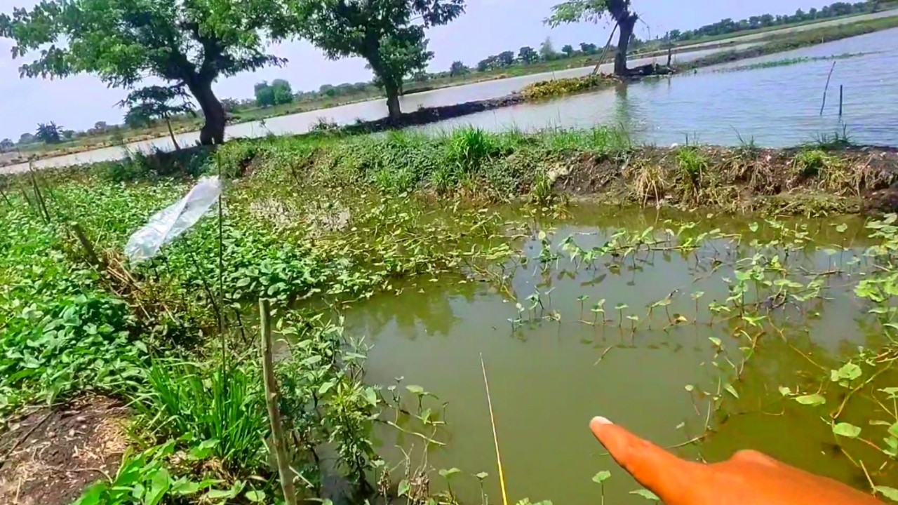 Positif || Mancing di parit kecil tak berarus yang penuh kangkung ...