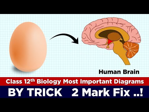 Class 12th Biology Most important diagrams | Draw structure of Human ...