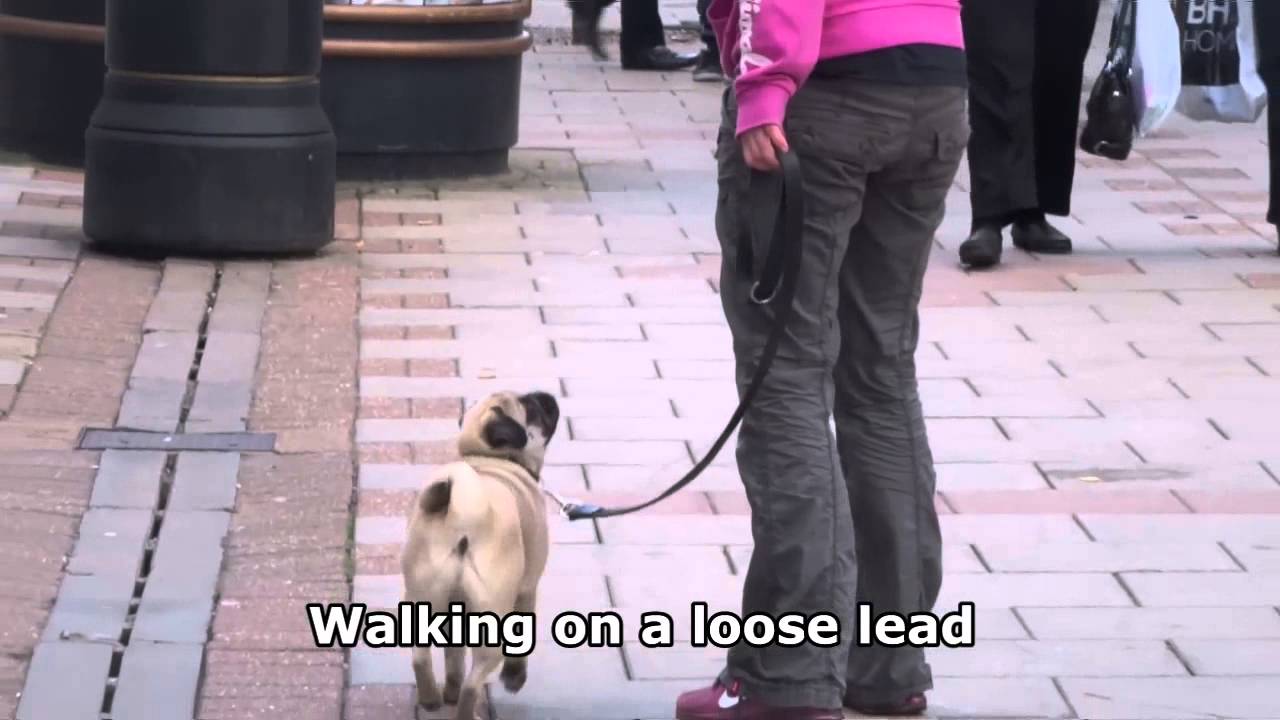 Aladdin - Pug - 3 Week Residential Dog Training stay with Adolescent ...