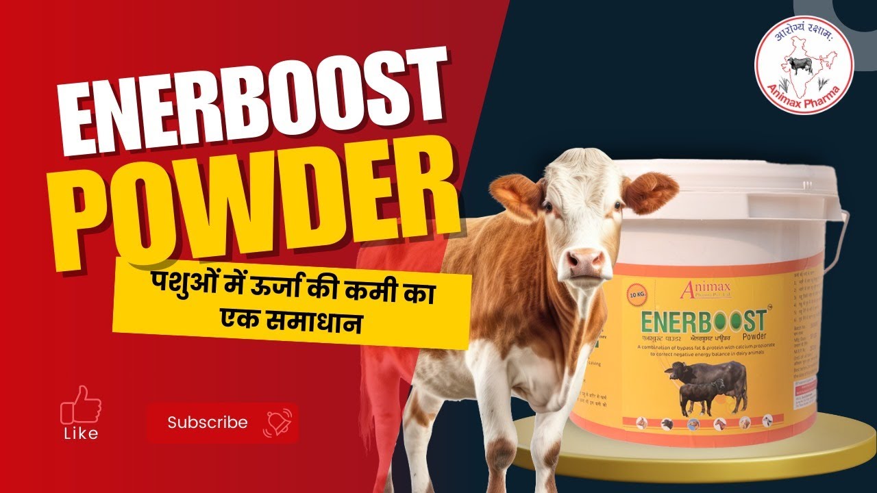 💪 Enerboost Powder: गाय और भैंस के लिए ताकत और ऊर्जा का राज़! | Animax Pharma - YouTube