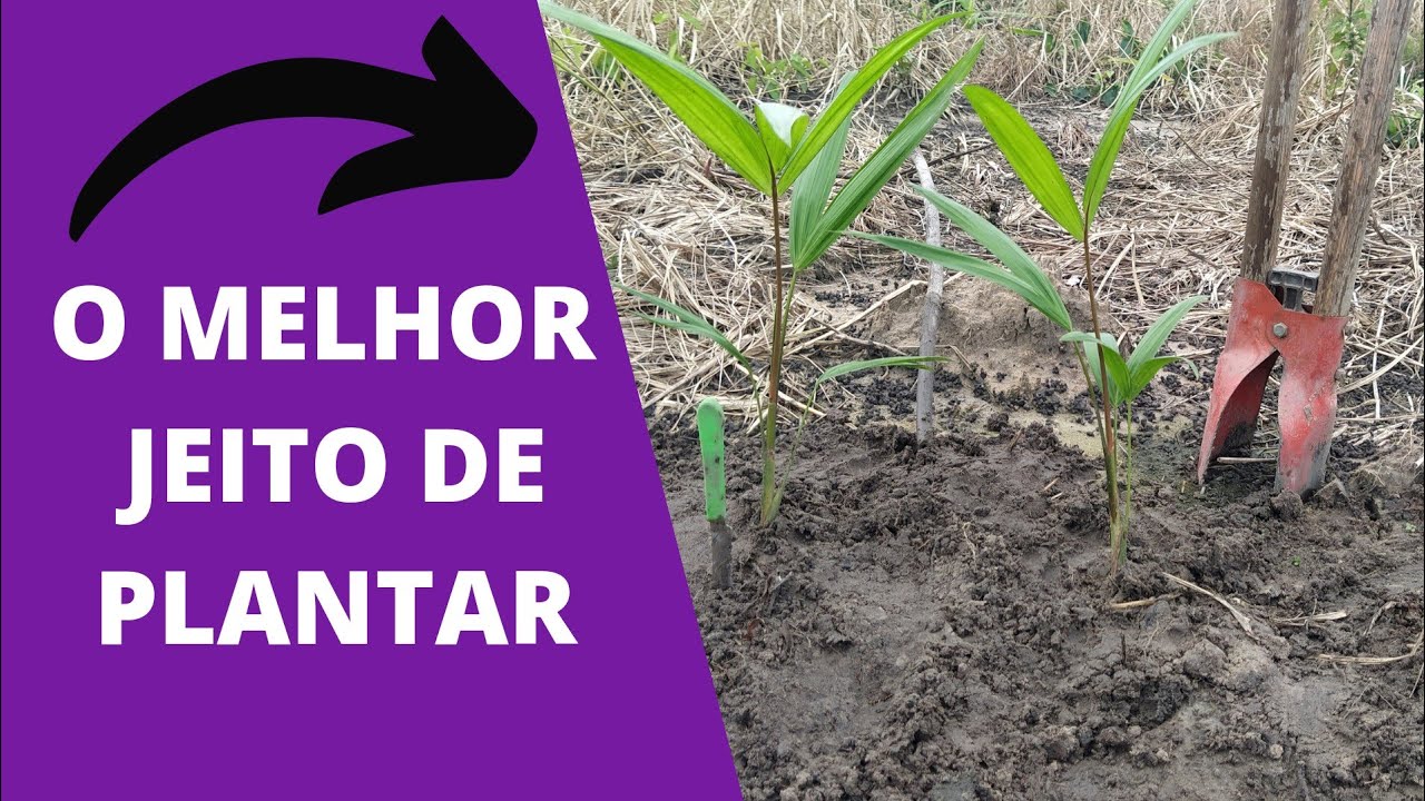 Como plantar açaí (mudas) - YouTube