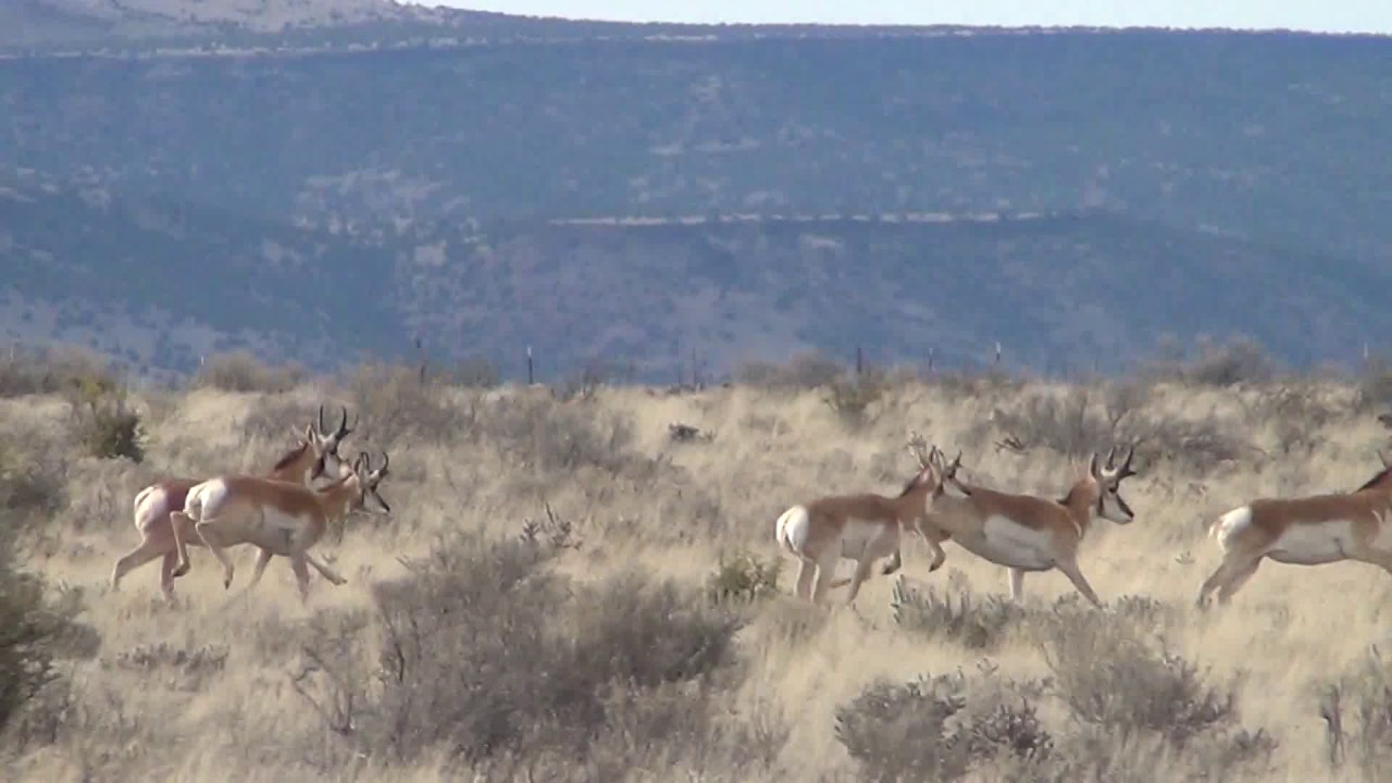 Northern Arizona Pronghorn - Antelope - YouTube