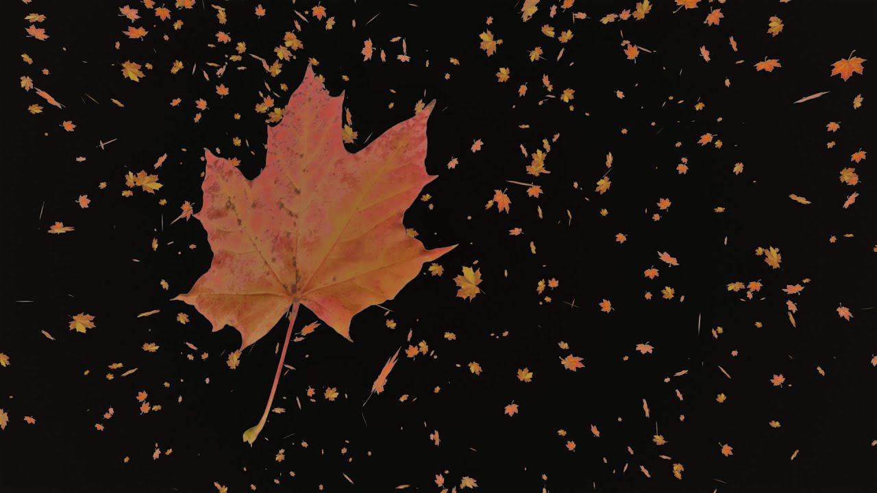 Leaves falling video - YouTube