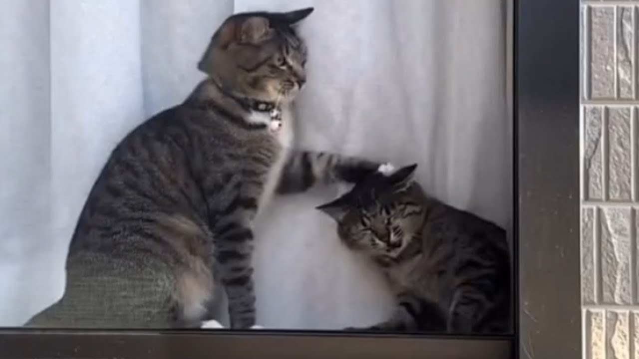 Hyper CATS Gone Crazy - YouTube