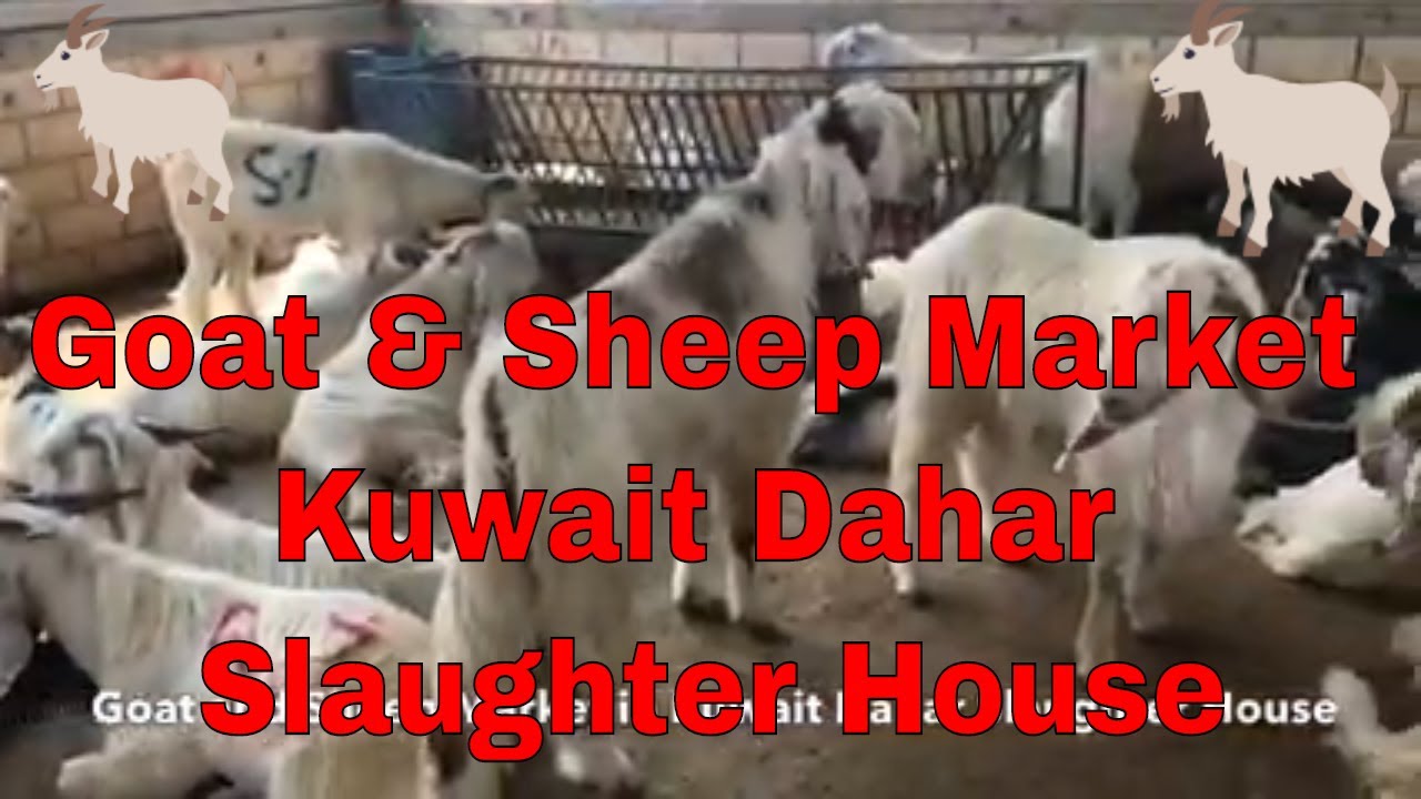 Goat and Sheep Market in Kuwait Dahar Slaughter House "Slaughter house ...