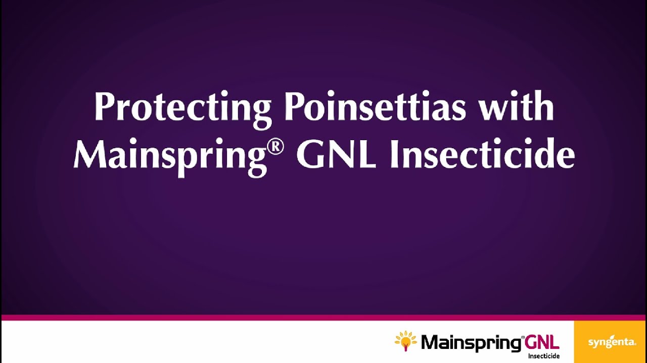Protect Poinsettias with Mainspring GNL Insecticide - YouTube