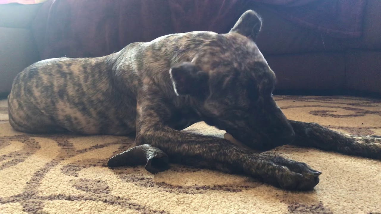 Azores cattle dog puppy (5mon) - YouTube