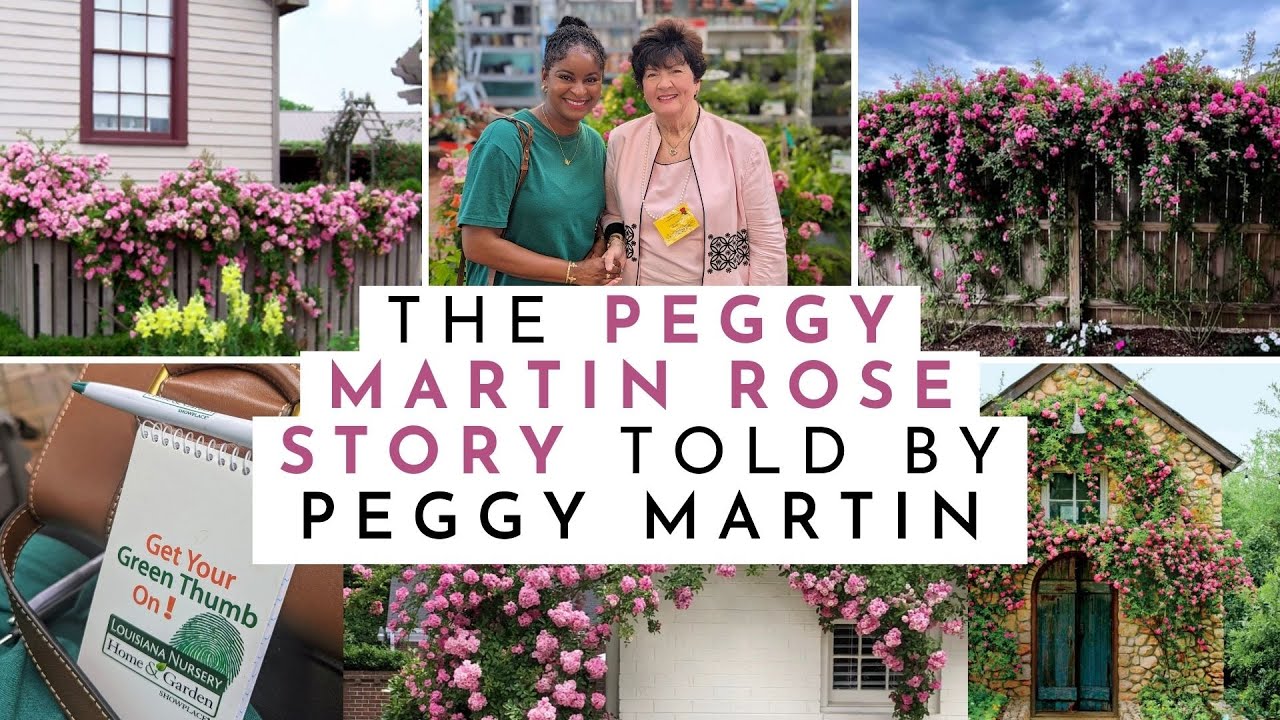 The Peggy Martin Rose Story - Told by Peggy Martin - YouTube