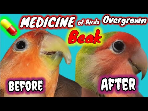 🦜Medicine of Birds overgrown beak 💘overgrown beak of birds🐦 - YouTube