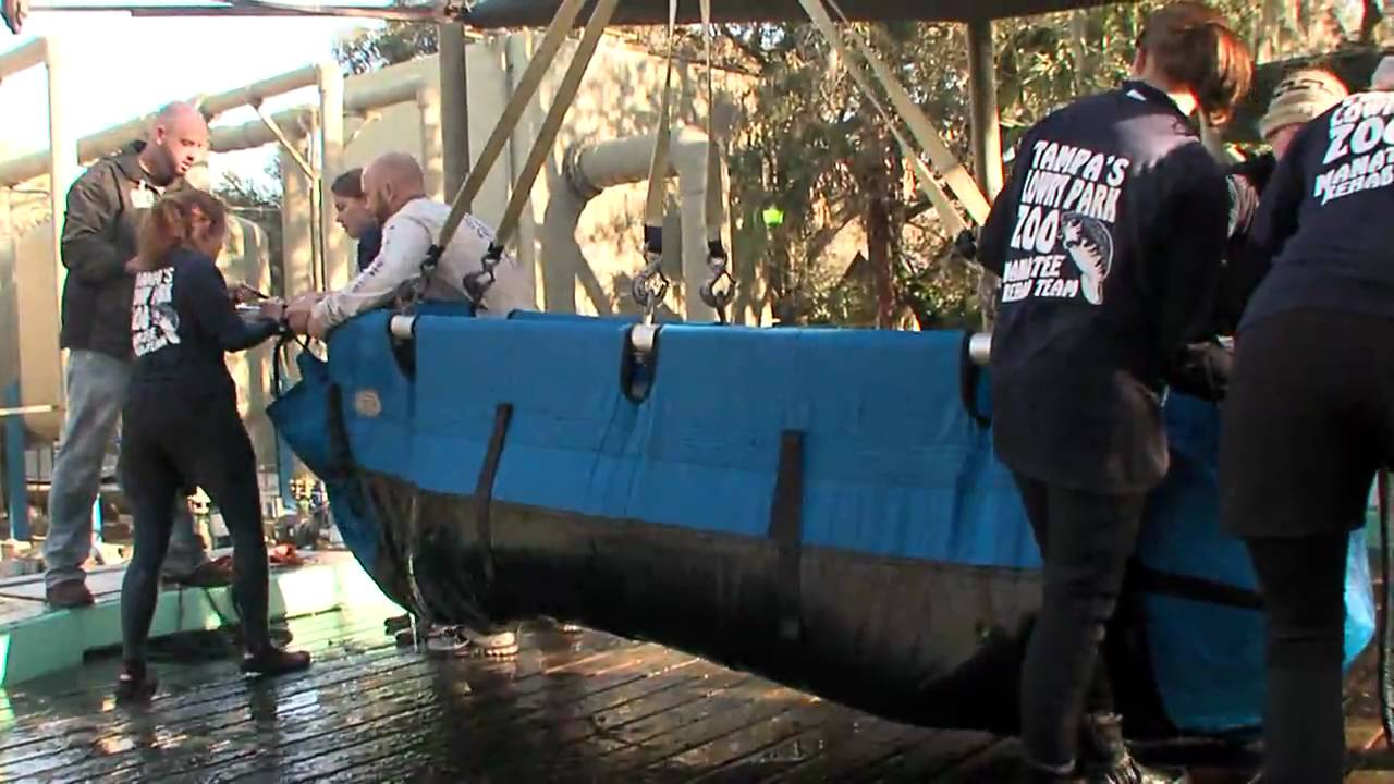 Zoo Manatee Set Free Cincinnati Zoo YouTube zoo-manatee-set-free-cincinnati-zoo-youtube
