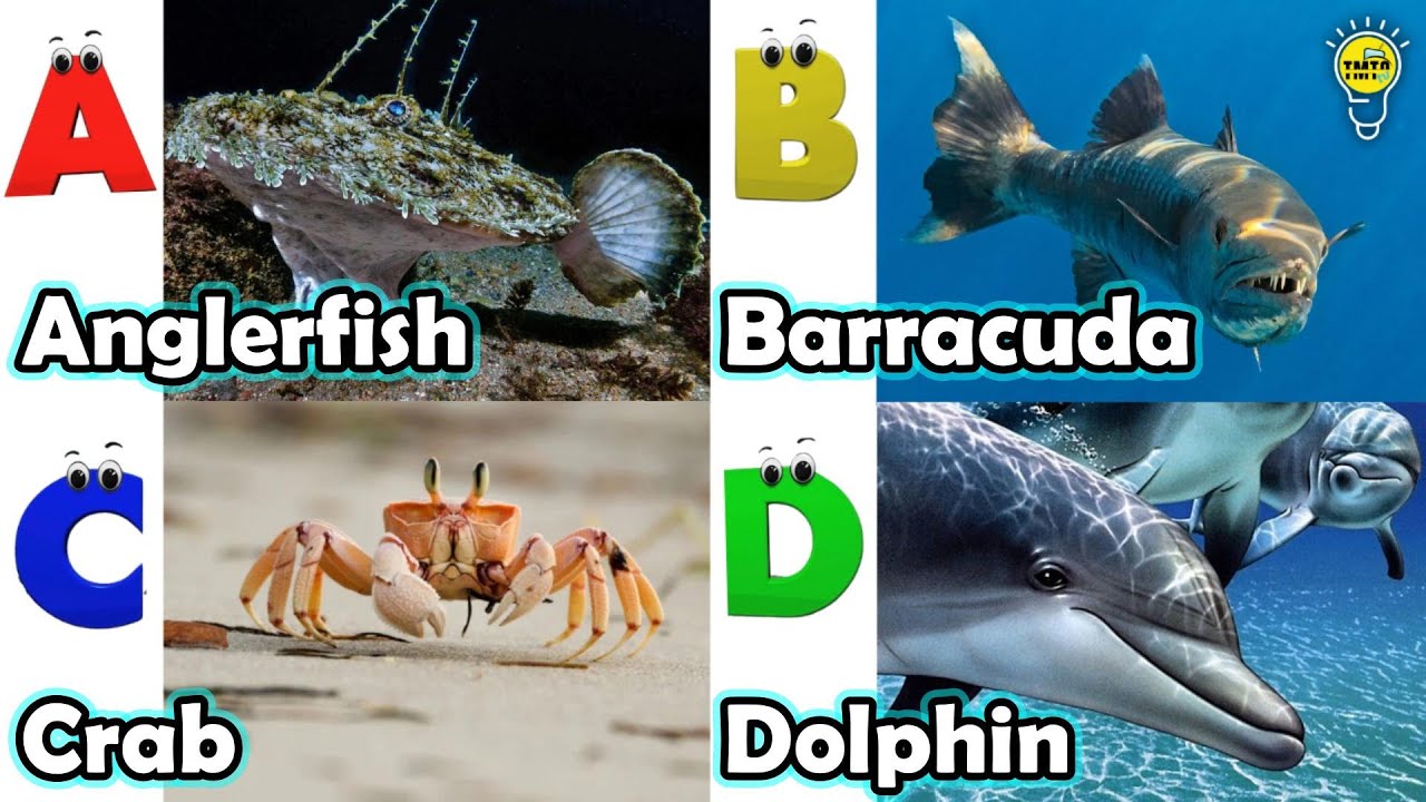 ABC Sea Animals song | Learn Alphabets | English and Animals for Kids ...