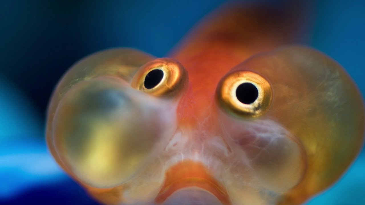 Welcome to the Fishy Wishy Show!!!! - YouTube