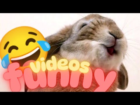 Dogs Trying Too Hard: Catch the Moment!