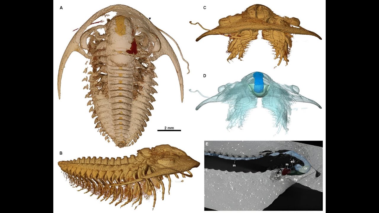 Perfectly preserved fossils of ancient sea critters found buried in ...