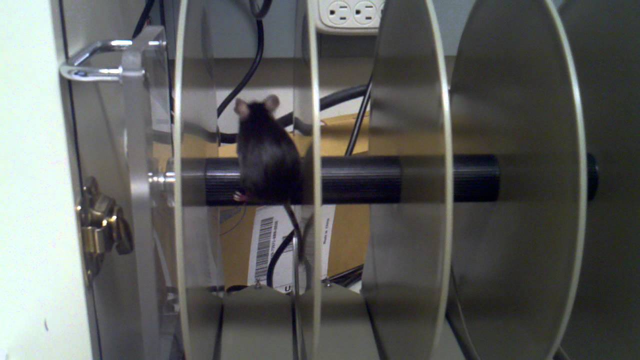 2012 07 23 mouse rotarod - YouTube
