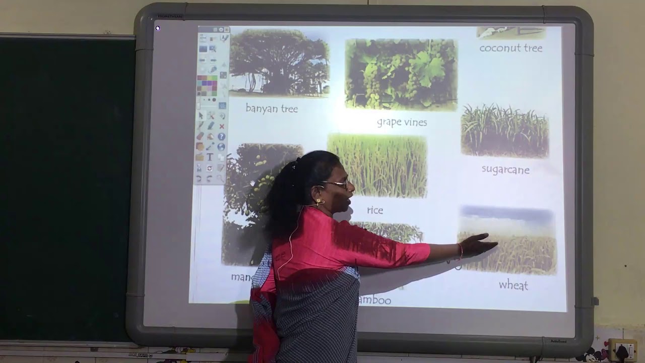 UKG -EVS – Plants and Trees - YouTube