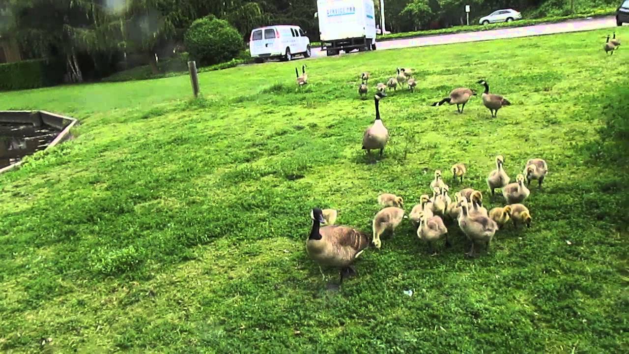 MVI 1276 YouTube mvi-1276-youtube