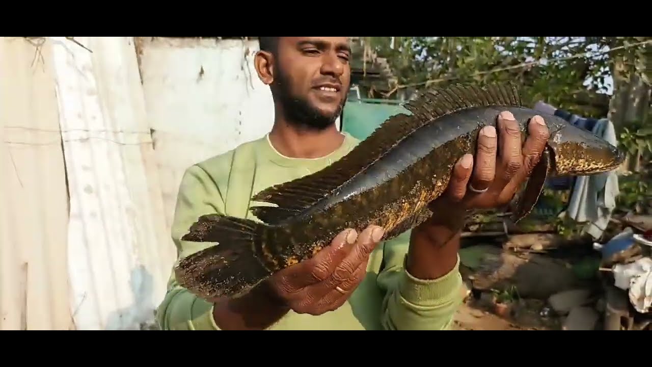 Maral fishing in close Attacks || snakehead fishing in village - YouTube