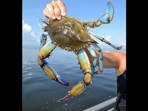 Crabbing - YouTube