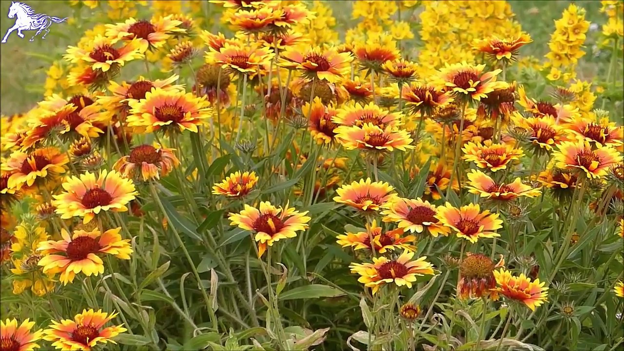 Beautiful Various Flower's in Countryside - YouTube