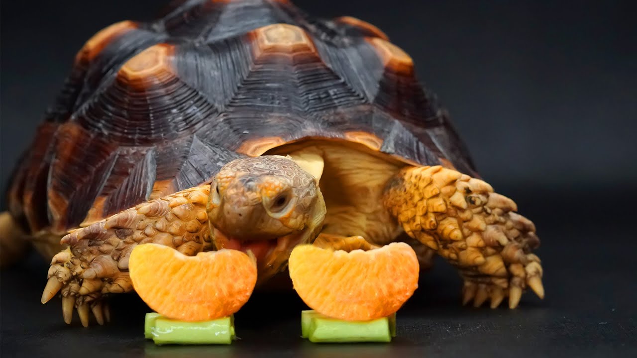 ASMR Turtle Eating a Lot of Oranges | Turtle Tortoise Mukbang 먹방 🐢 27 ...