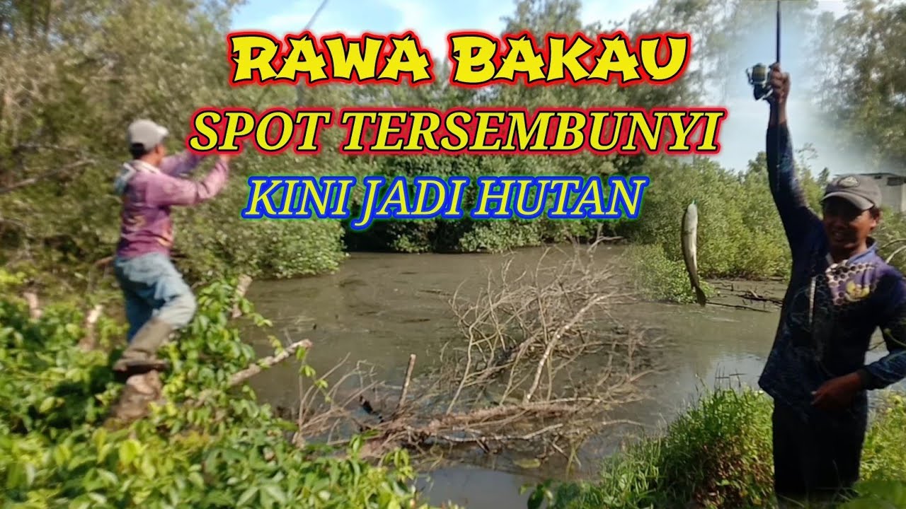 RAWA BAKAU,MANCING IKAN BULAN-BULAN DI SPOT TERSEMBUNYIno - YouTube