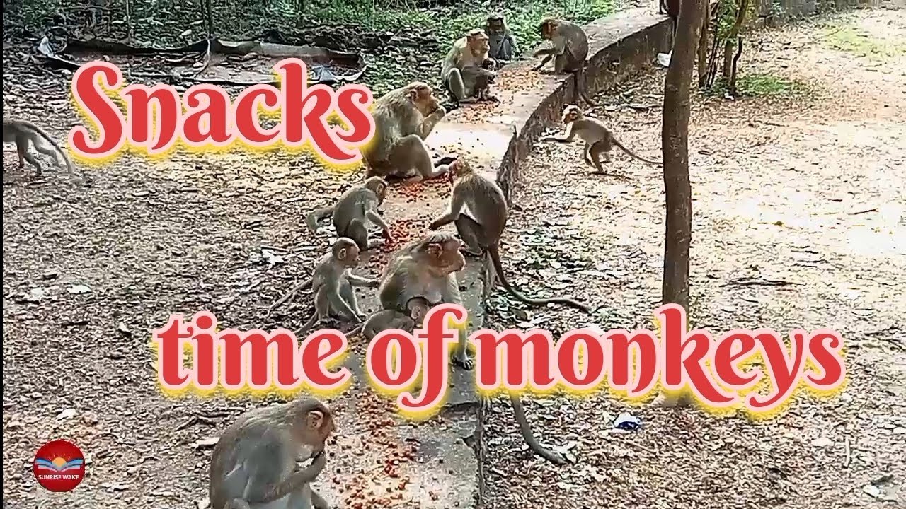 Snacks time of monkeys 🐒🐒🐒🐒, amazing 😍😍😍 and surprise 🫢🫢🫢#monkey ,# ...