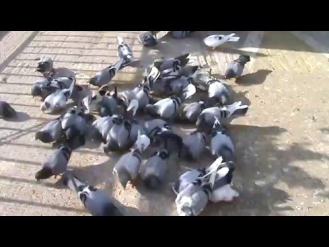 ΠΕΡΙΣΤΕΡΙΑ ΔΗΜΗΤΡΗΣ ΕΛΛΗΝΙΚΟ - YouTube