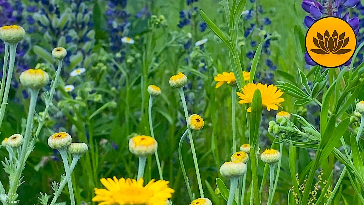 Sound of wind in field, rustle of leaves, singing of grasshoppers and ...