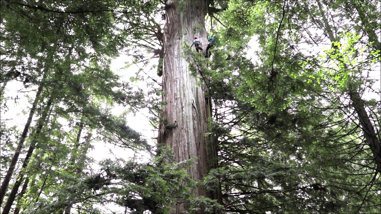 Old Growth Coast Redwood Climbing Event - YouTube