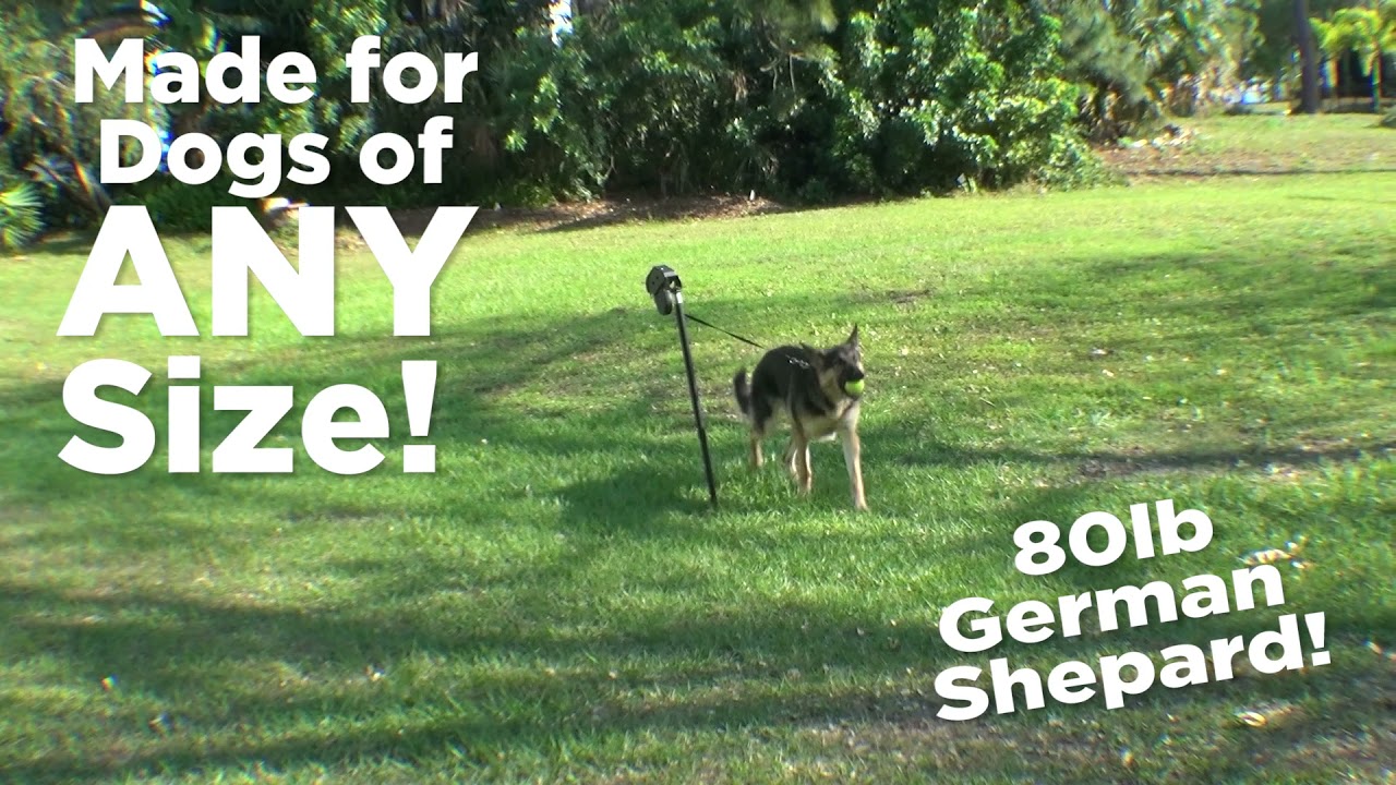 Dog Keeper Offers Freedom and Security - YouTube