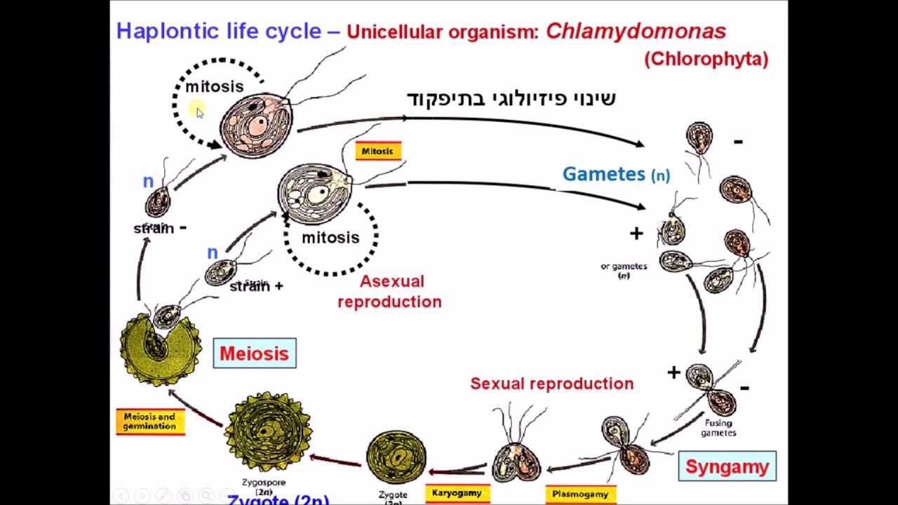 2 haplontic - YouTube