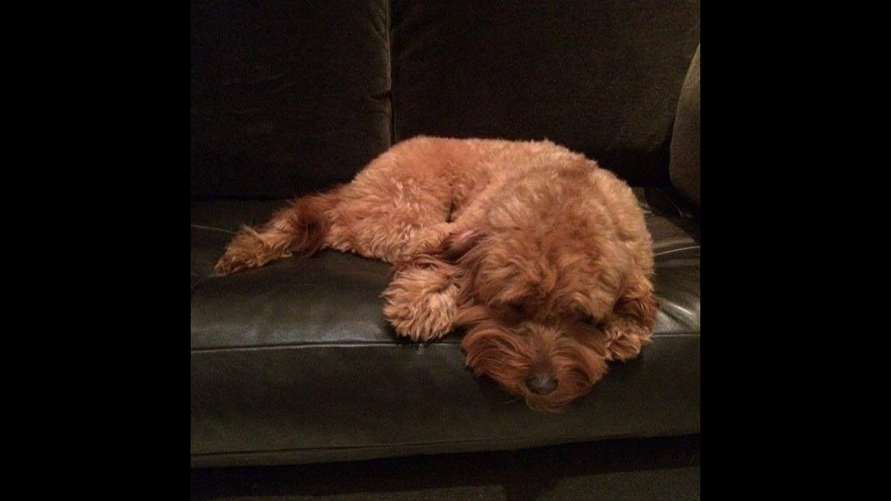 USHER TALKING TO HIS DOG SCARLET BY USHER - YouTube