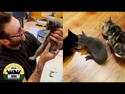 Marble the blind kitten needed a few rescue friends | The Asher House