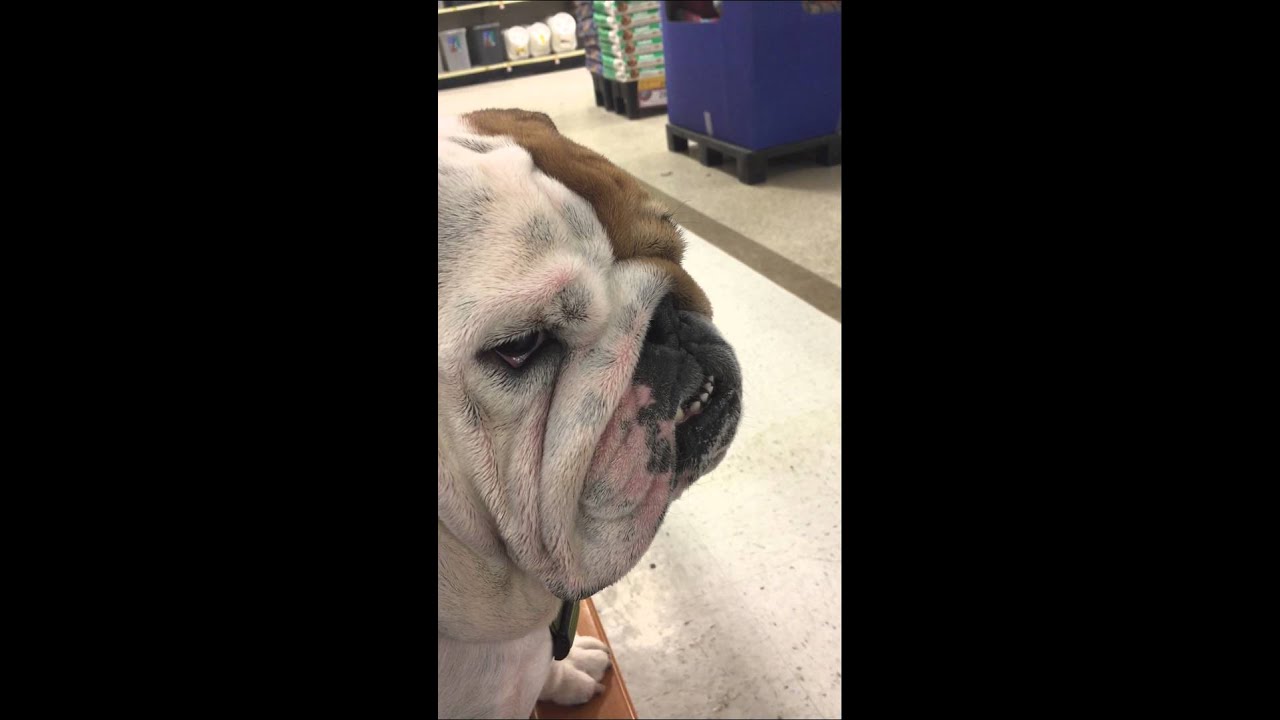 English Bulldog gets emotional when he hears other dog crying - YouTube