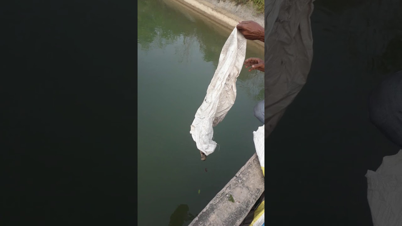 Raj snake nawanshahr - YouTube