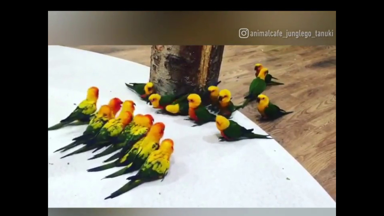 Gangster Birds Rap Battle - YouTube