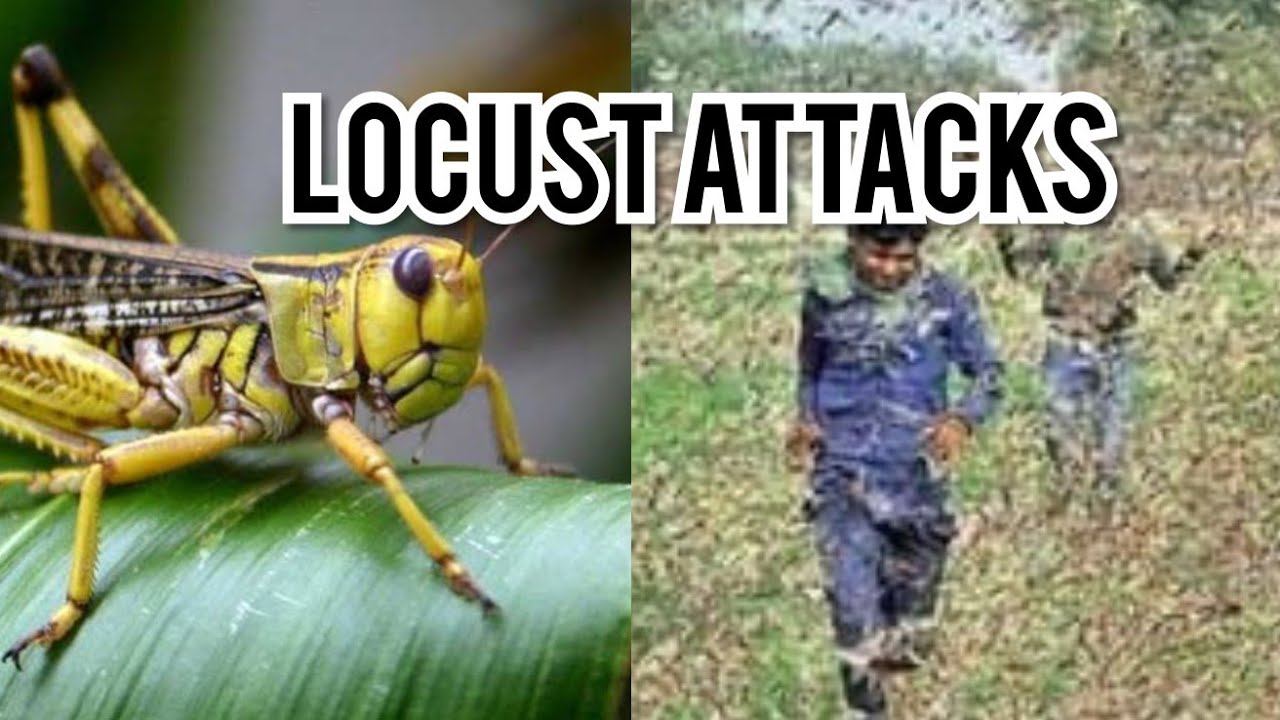 Worst Locust Attack From Pakistan || Locust Attack Rajasthan Footage ...