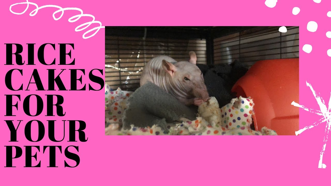 RICE CAKES FOR YOUR PET RATS - YouTube