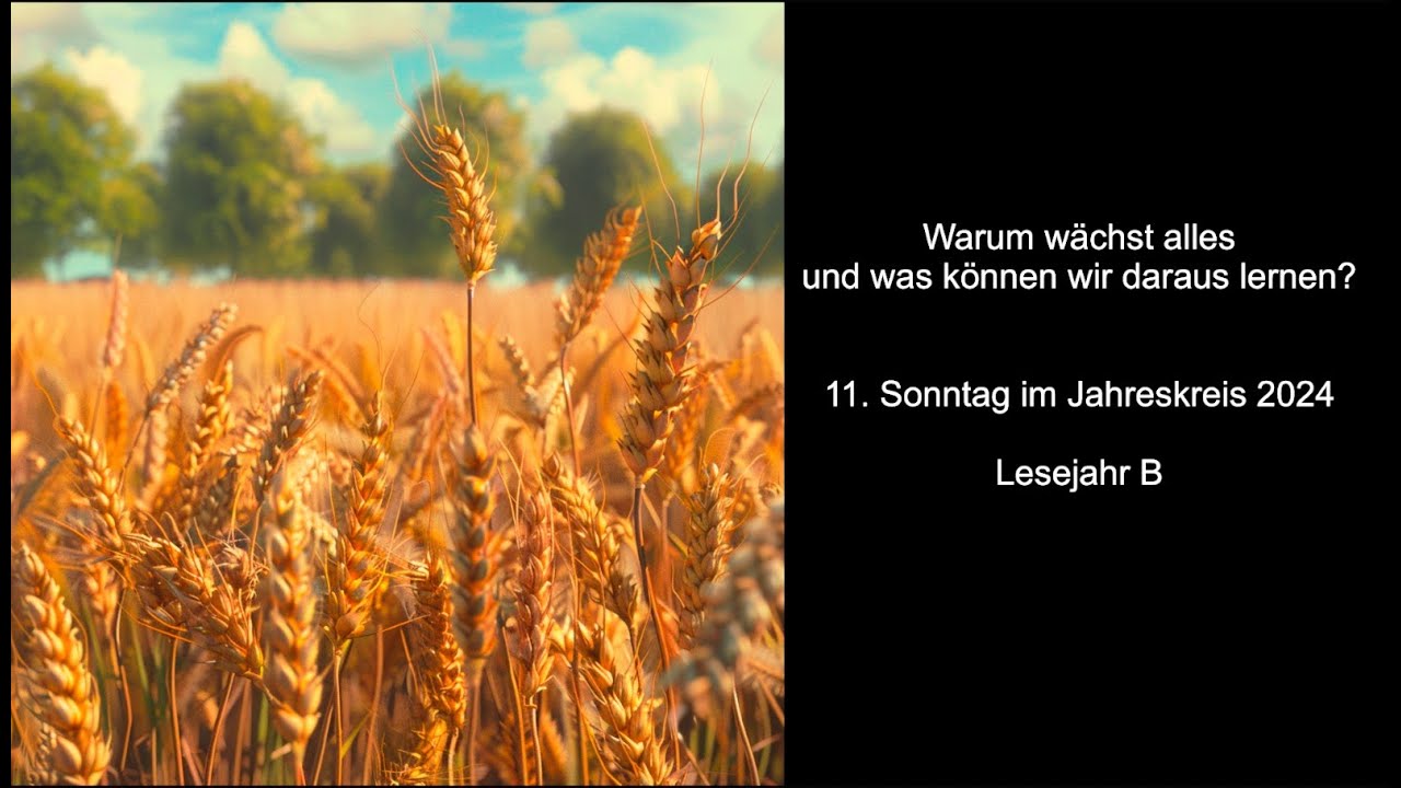 Warum wächst alles und was können wir daraus lernen? - 11. Sonntag im ...