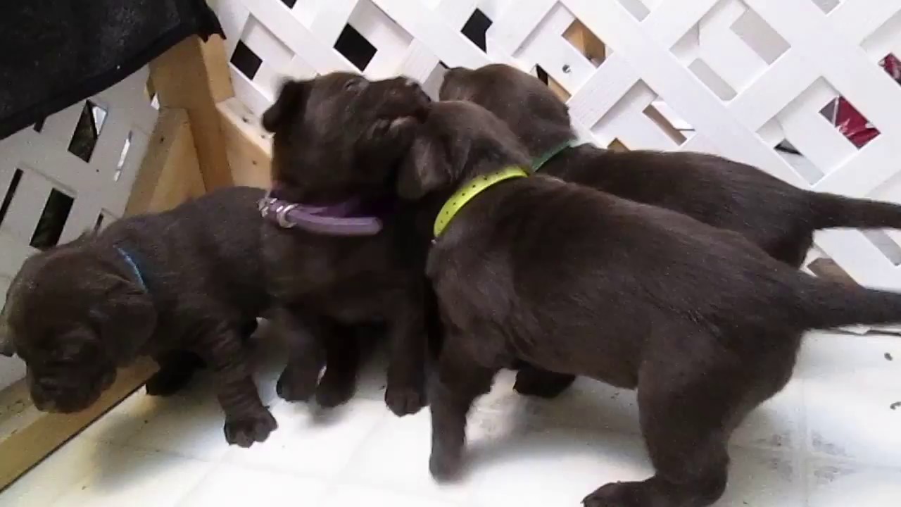 4 week old chocolate lab puppies playing - YouTube