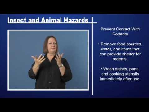 Insect and Animal Hazards - YouTube