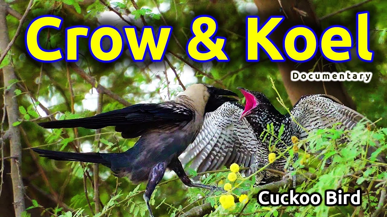 Crow Feeding Asian Koel || Crow & Cuckoo Chicks Documentary || UHD ...