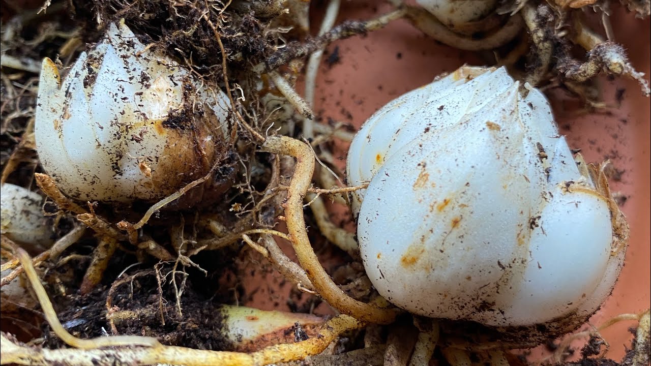 How To Harvest Lily Bulbs at Mildred Bruggeman blog