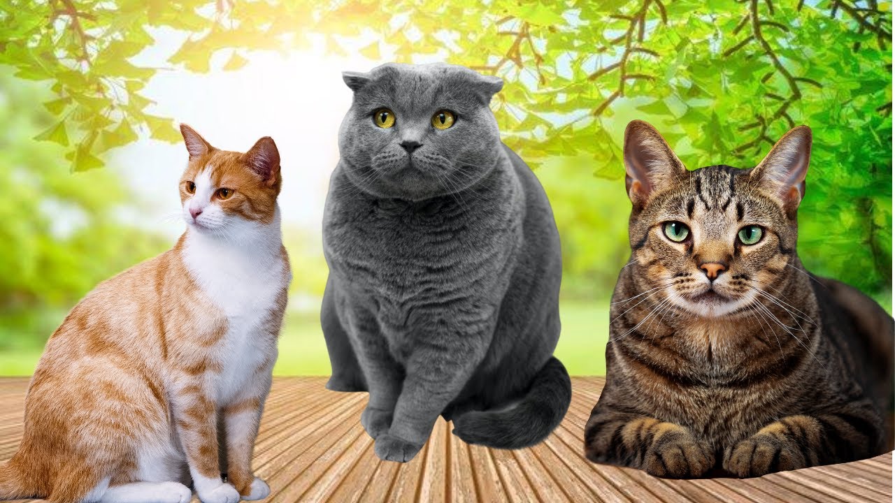 COOL ANIMAL SOUNDS I Cute Animal Sounds Video Compilation 2023 - YouTube