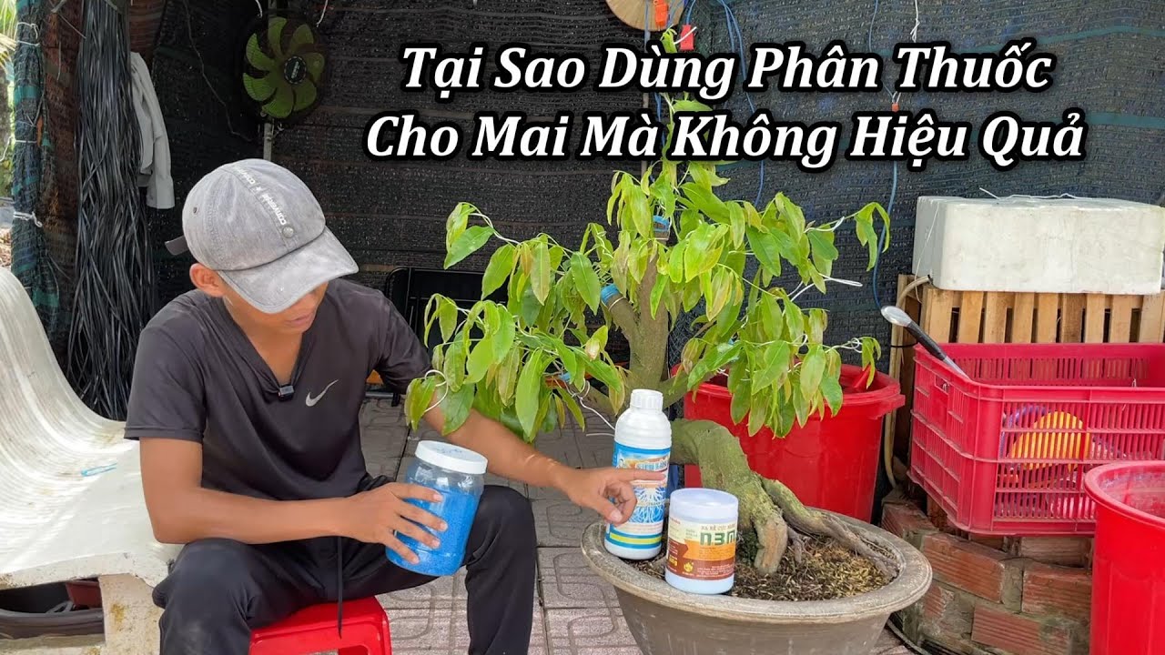 Tại Sao Dùng Phân Thuốc Cho Mai Mà Không Hiệu Quả - Chăm Sóc Mai Vàng ...