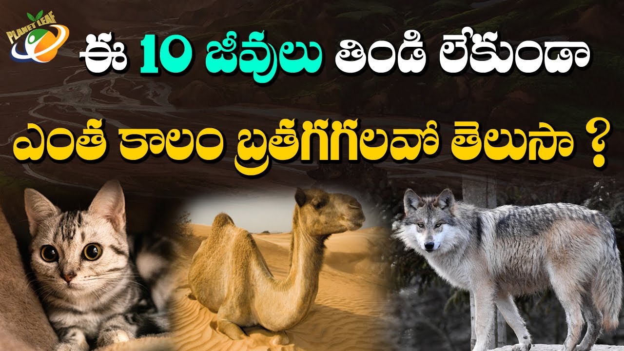 These Top 10 Animals Survive Without Food | ఈ 10 జీవులు తిండి లేకుండా ...