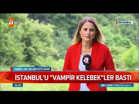 Vampir Kelebekler Karadenizden Sonra İstanbulda