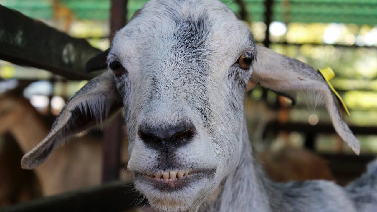 Cómo Criar Ganado Caprino. Parte#2: Condiciones Básicas, Vacunas y ...