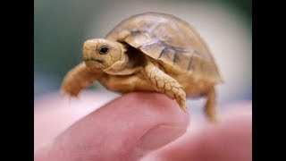 Pygmy Turtle